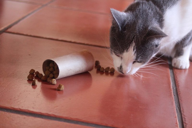 What Is Feline Enrichment and Why Is It Important? - Vet in Austin ...
