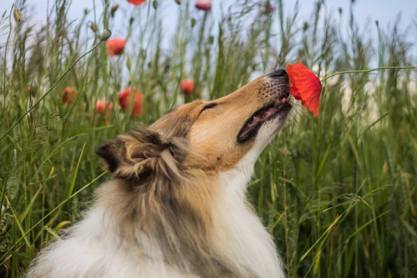 5 Curiously Cool Canine Facts Vet In Austin Star Of Texas Veterinary Hospital 5-curiously-cool-canine-facts-vet-in-austin-star-of-texas-veterinary-hospital