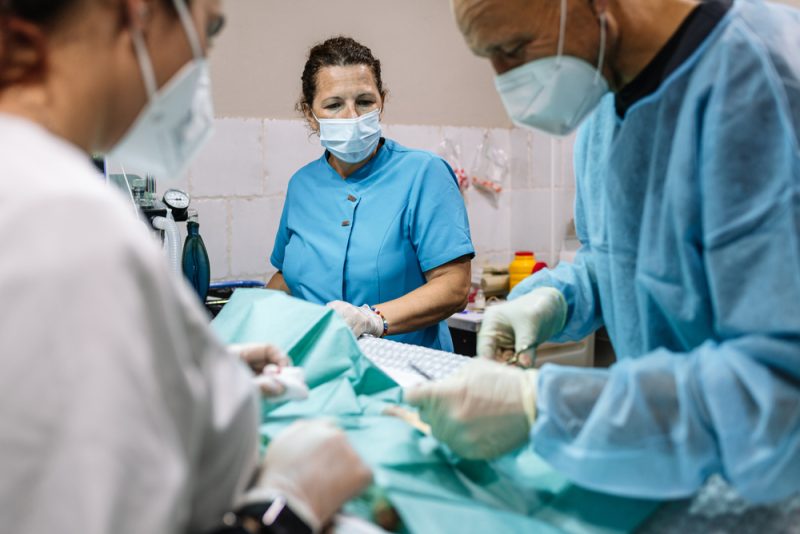 Someone to Watch Over Me—Anesthesia Safety for Pets - Vet in Austin ...