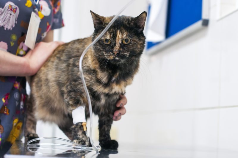 What Cat Owners Should Know About Feline Lower Urinary Tract Disease ...