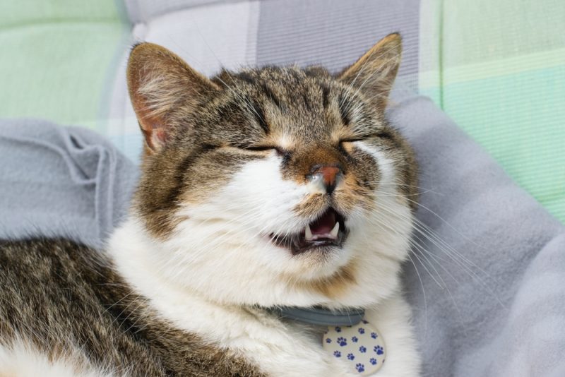 Why Is My Cat Meowing So Much? | Star of Texas Vets