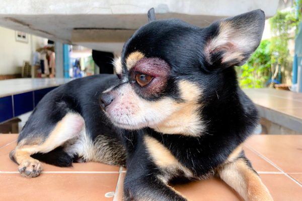 Why Is My Dog's Ear Swollen? A Vet's Guide to Hematomas