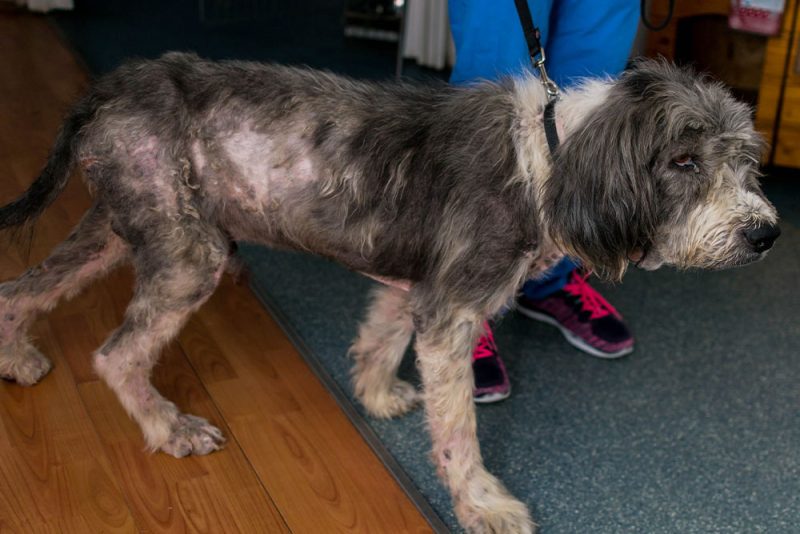 Beyond the Fur: A Veterinarian's Guide to Pet Hair Loss